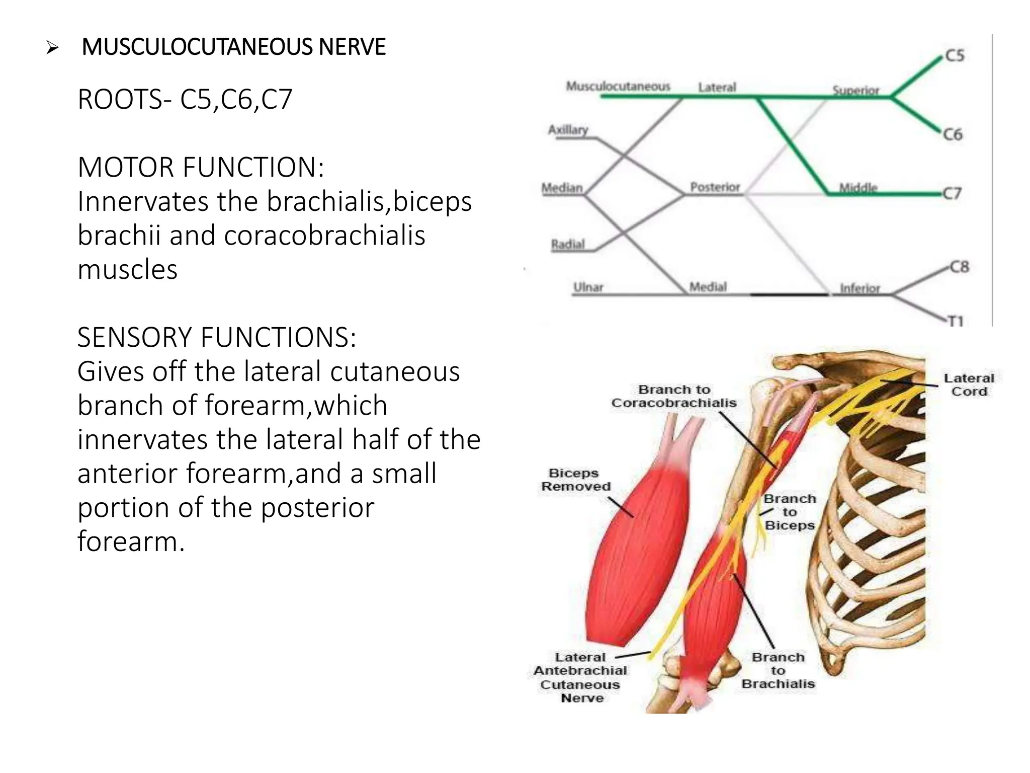 ANATOMY OF BRACHIAL PLEXUS presentation.pptx