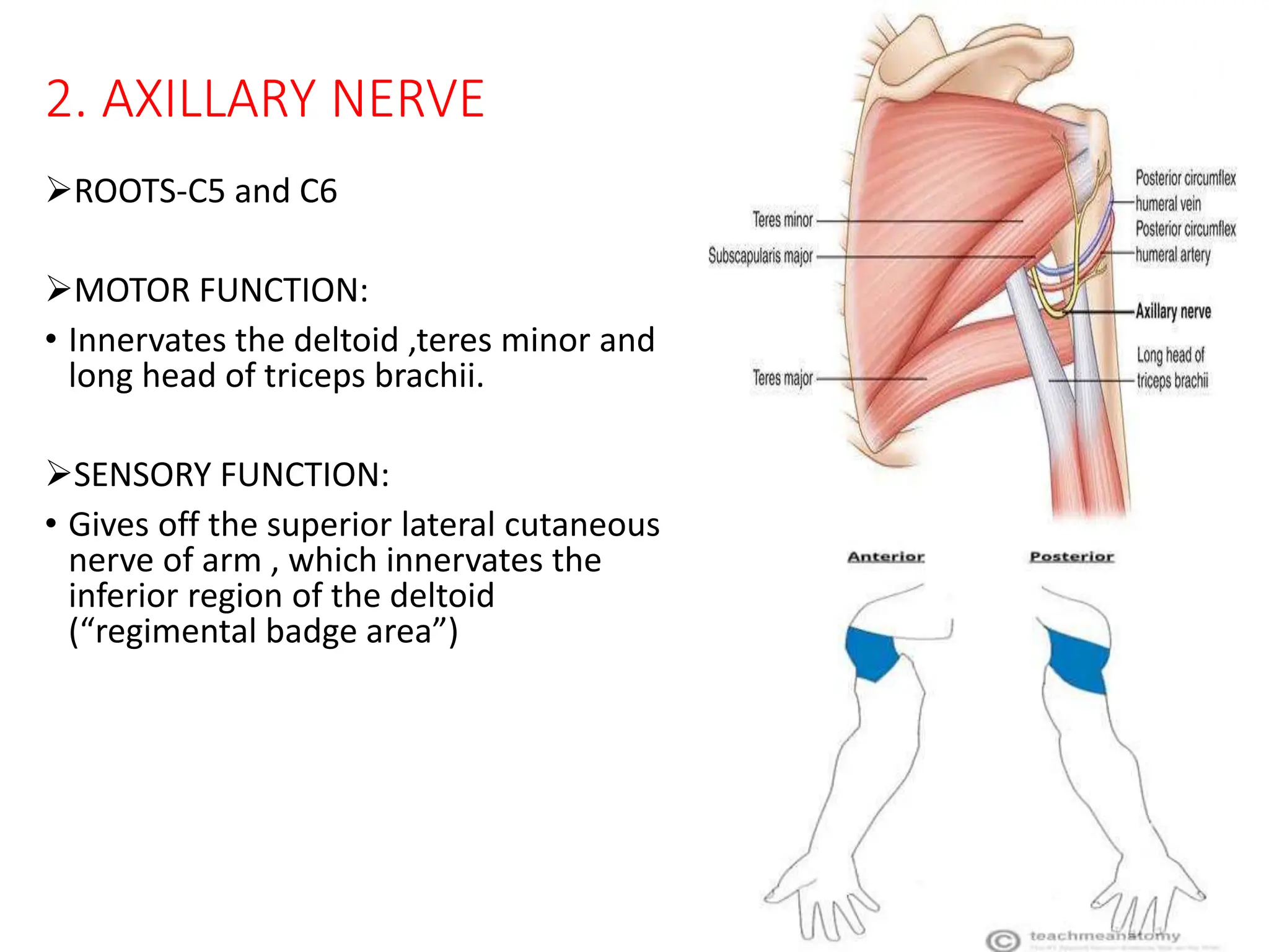 ANATOMY OF BRACHIAL PLEXUS presentation.pptx