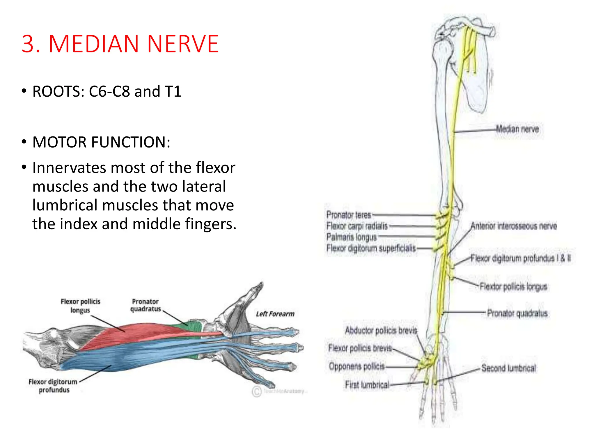 ANATOMY OF BRACHIAL PLEXUS presentation.pptx