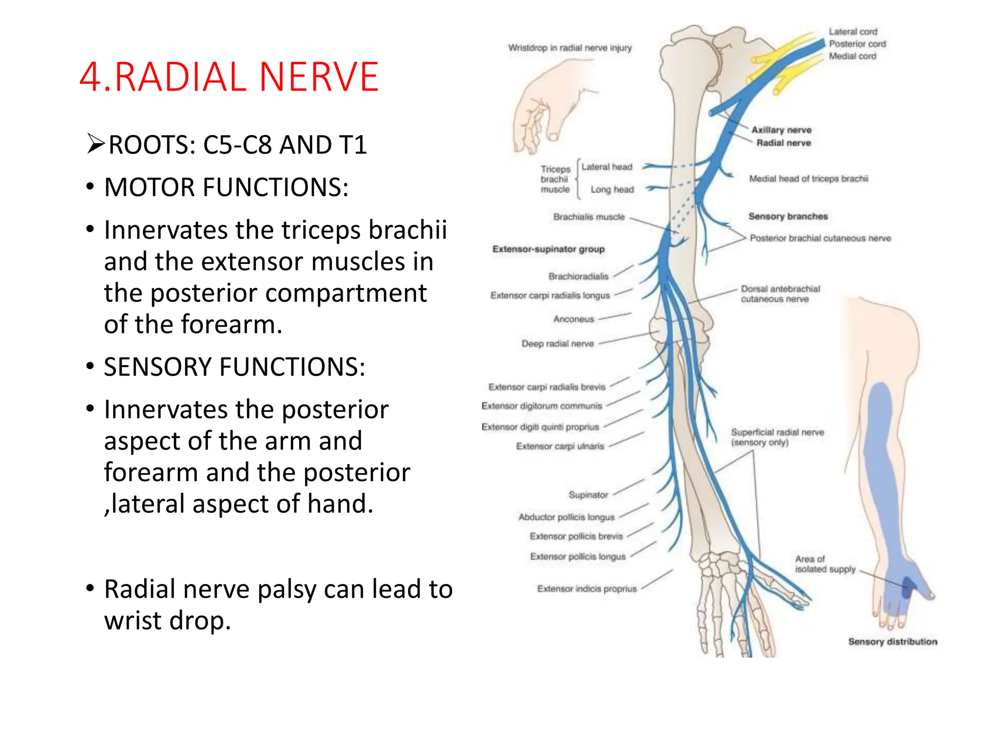 ANATOMY OF BRACHIAL PLEXUS presentation.pptx