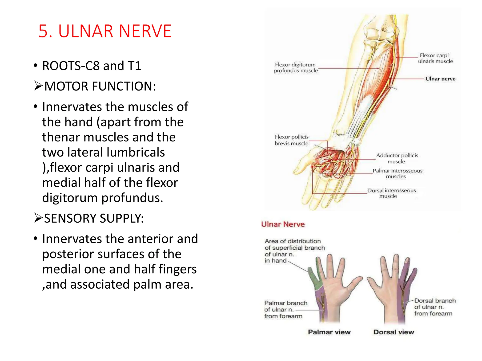 ANATOMY OF BRACHIAL PLEXUS presentation.pptx