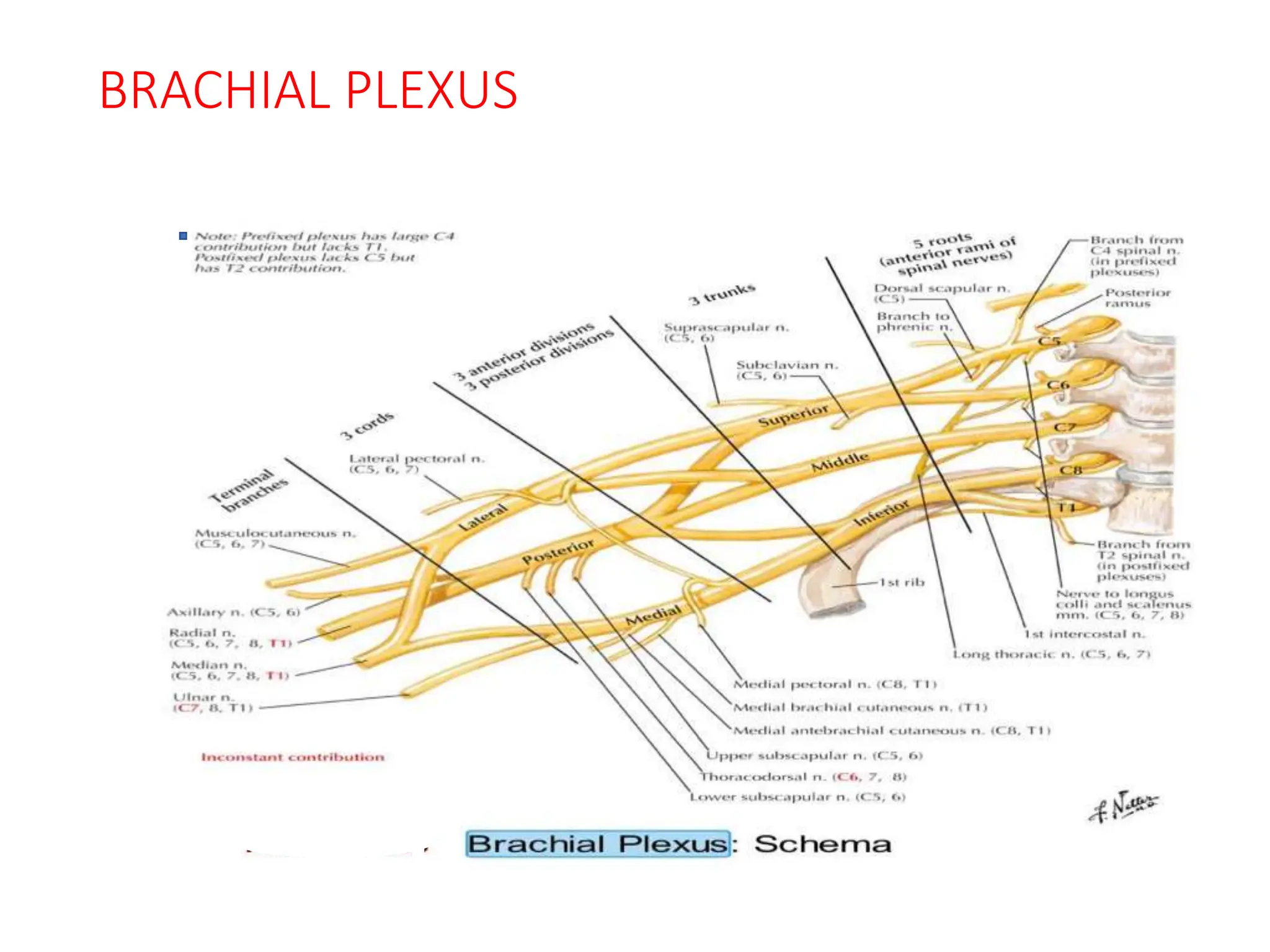 ANATOMY OF BRACHIAL PLEXUS presentation.pptx