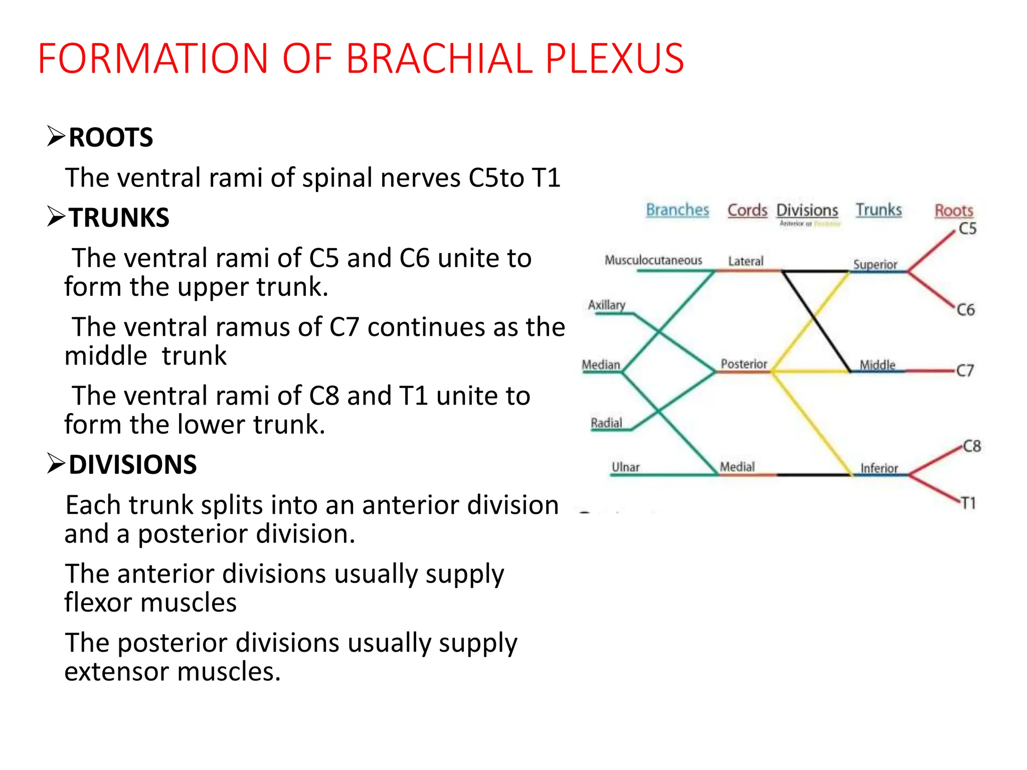 ANATOMY OF BRACHIAL PLEXUS presentation.pptx
