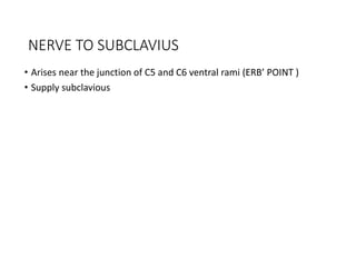 ANATOMY OF BRACHIAL PLEXUS presentation.pptx