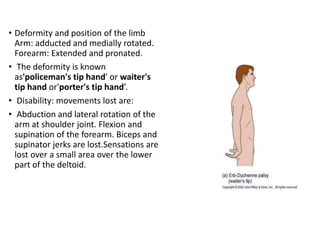 ANATOMY OF BRACHIAL PLEXUS presentation.pptx