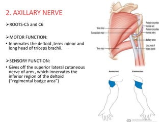 ANATOMY OF BRACHIAL PLEXUS presentation.pptx