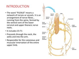 ANATOMY OF BRACHIAL PLEXUS presentation.pptx