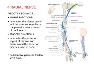 ANATOMY OF BRACHIAL PLEXUS presentation.pptx