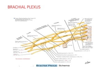 ANATOMY OF BRACHIAL PLEXUS presentation.pptx