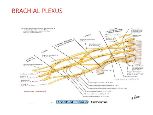 ANATOMY OF BRACHIAL PLEXUS presentation.pptx | Death, Injury, or Military Conflict | Sensitive ...