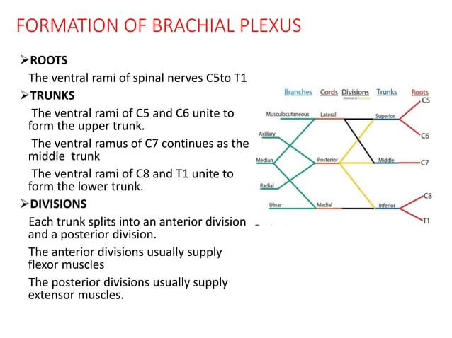 ANATOMY OF BRACHIAL PLEXUS presentation.pptx | Death, Injury, or Military Conflict | Sensitive ...