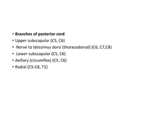ANATOMY OF BRACHIAL PLEXUS presentation.pptx