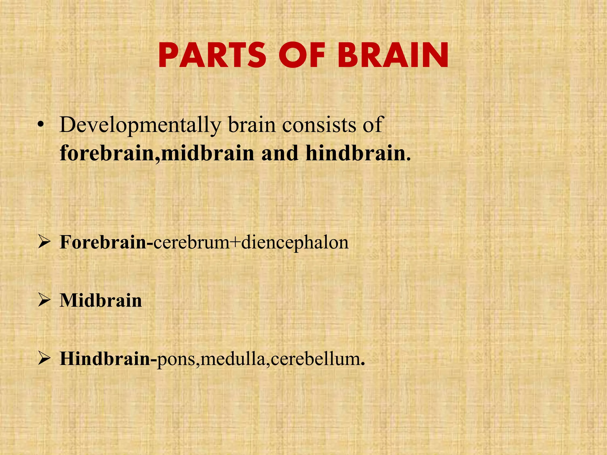 Anatomy of brain | PPTX