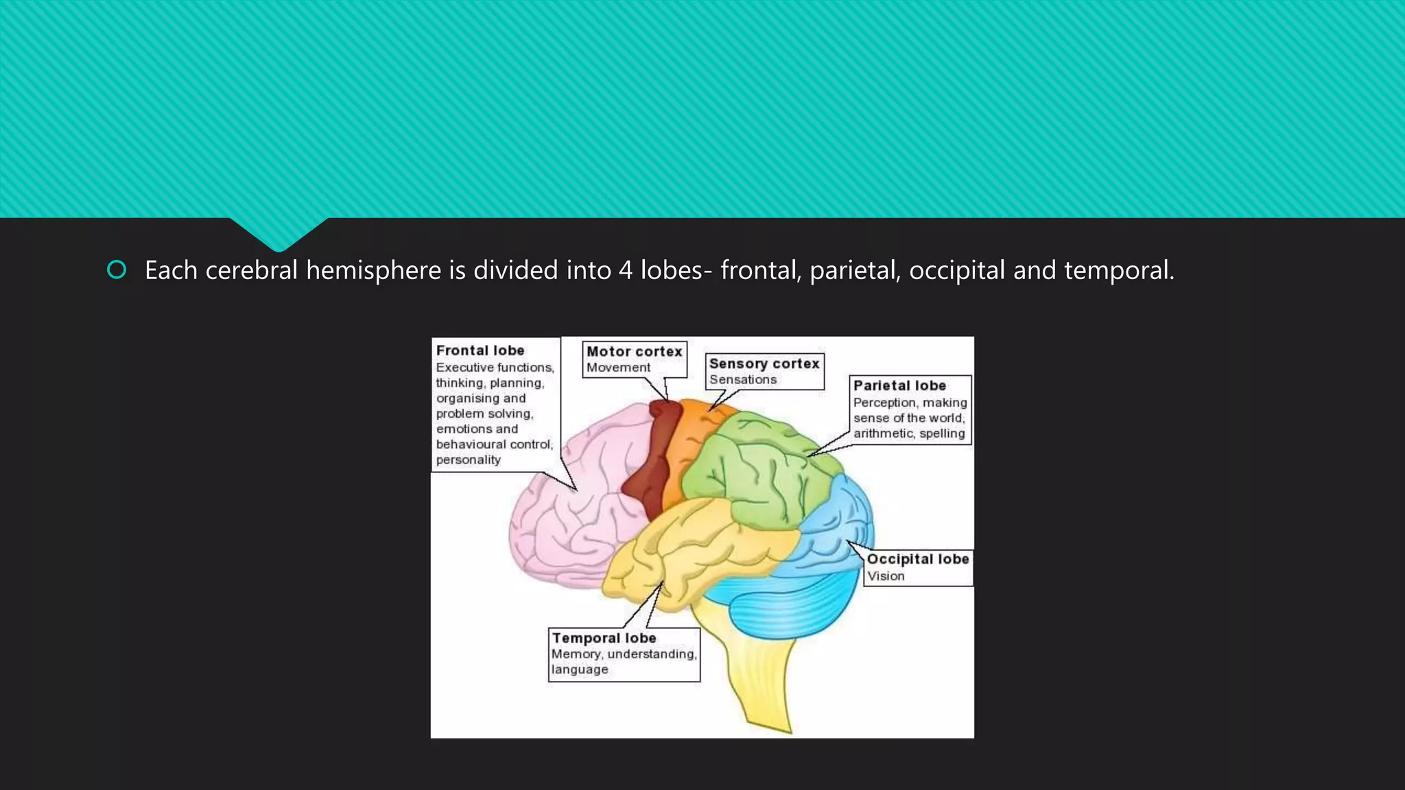 Anatomy of brain | PPTX