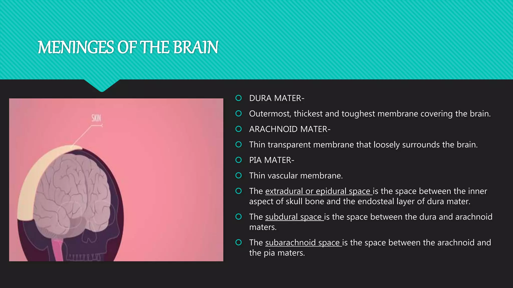 Anatomy of brain | PPTX
