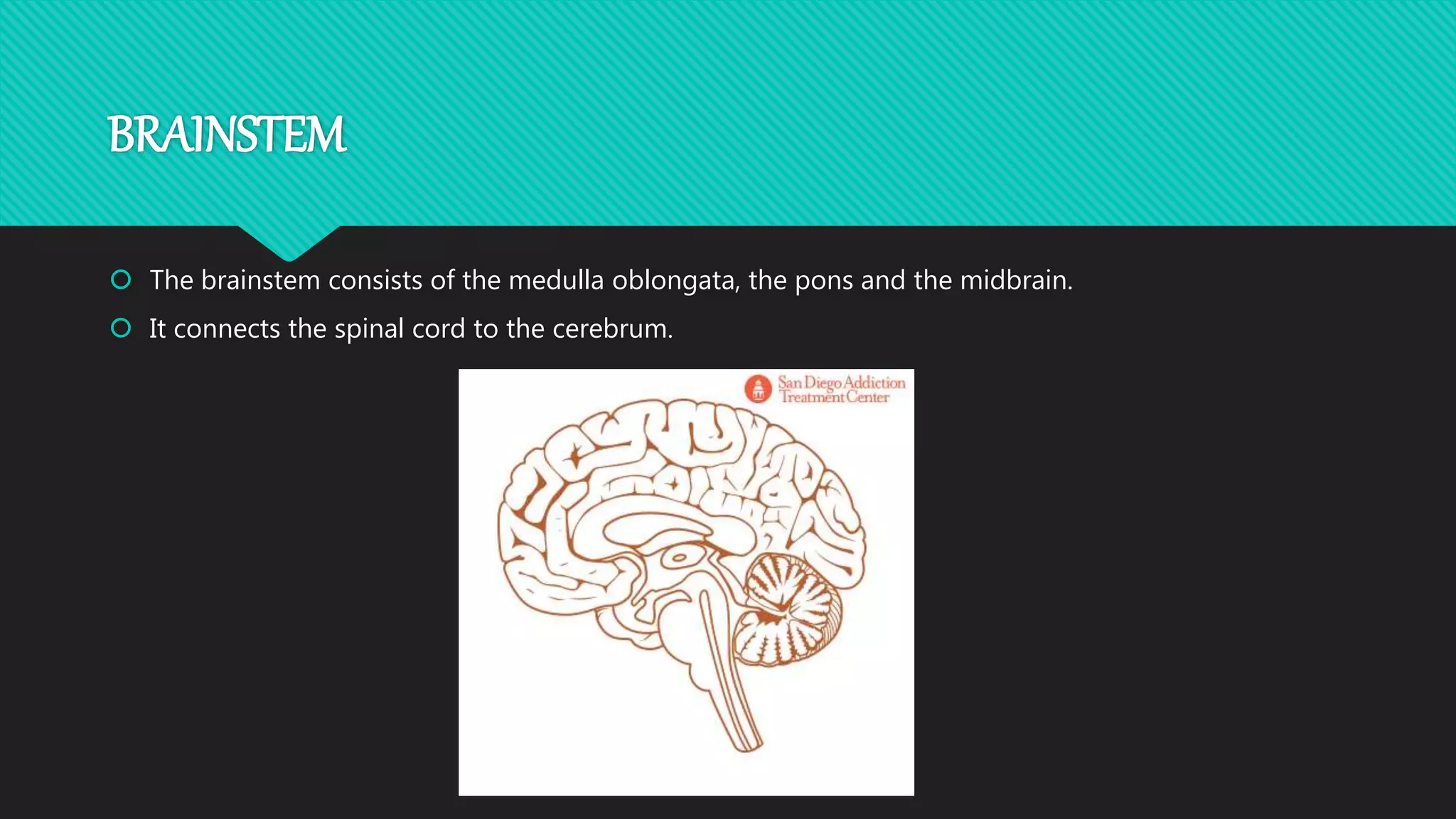 Anatomy of brain | PPTX