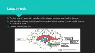 Anatomy of brain | PPTX