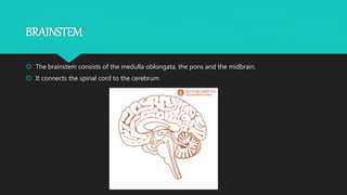 Anatomy of brain | PPTX