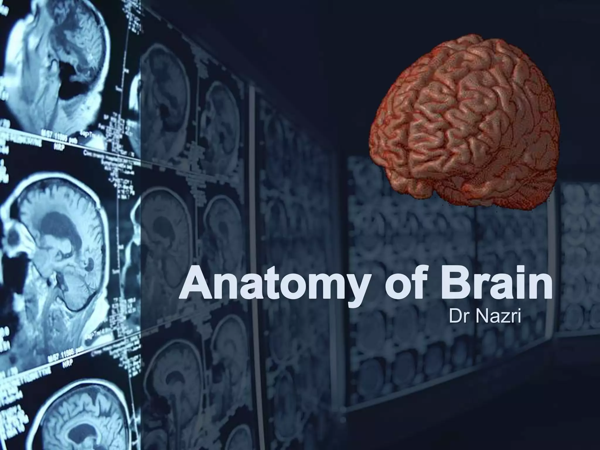 Anatomy of Brain.pptx