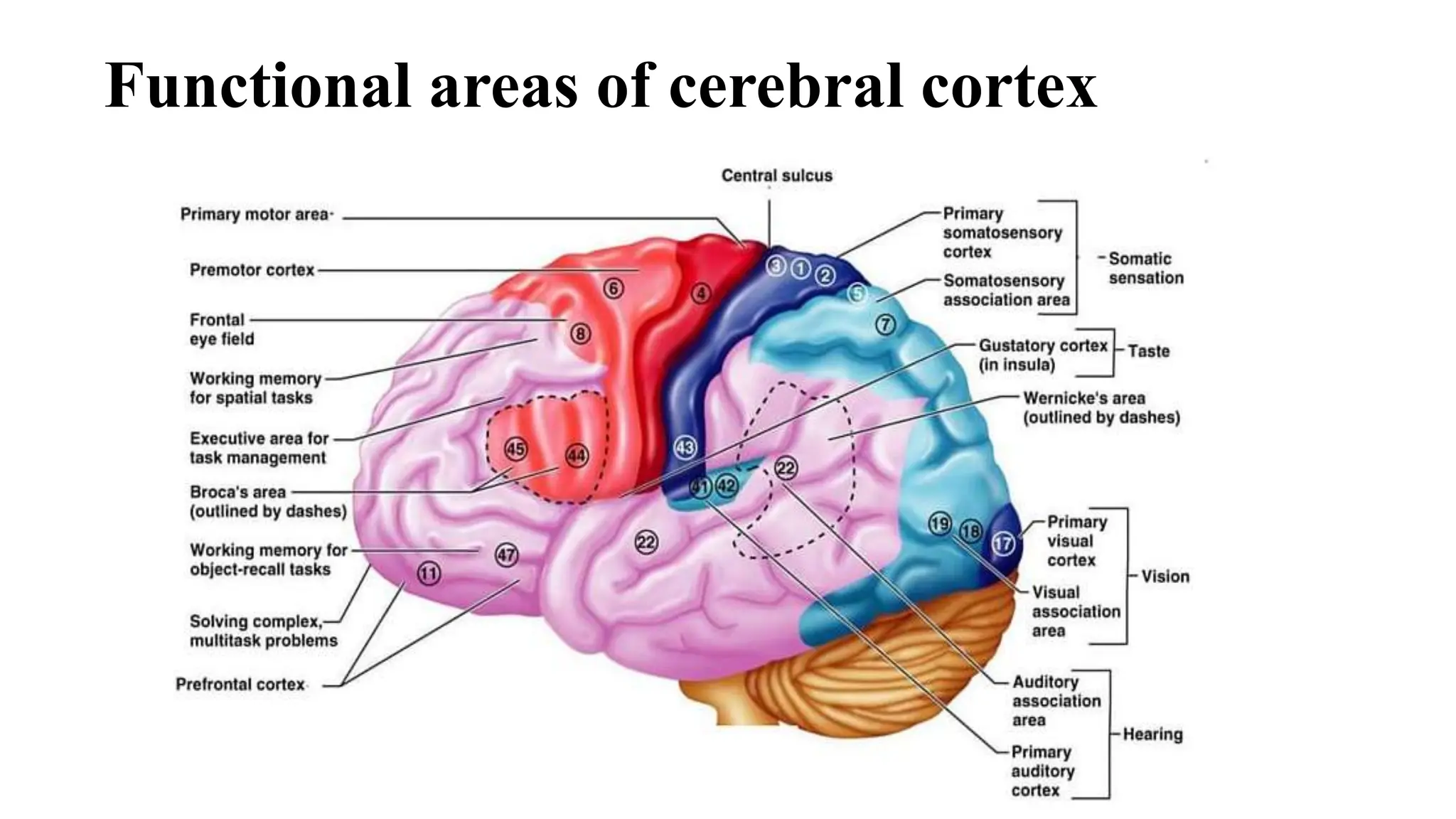 Anatomy of Brain - Traumatic Brain Injury | PPTX