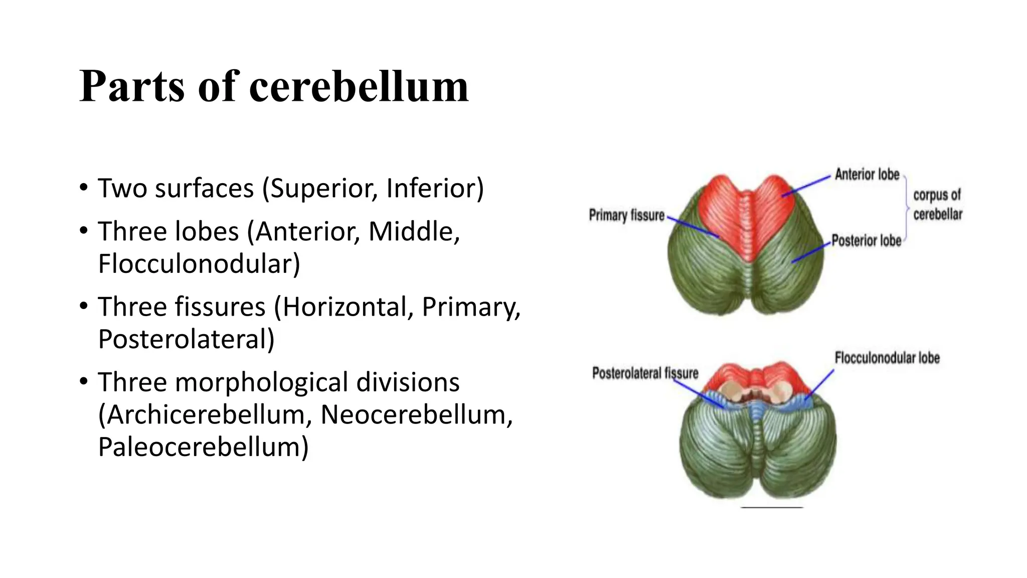 Anatomy of Brain - Traumatic Brain Injury | PPTX