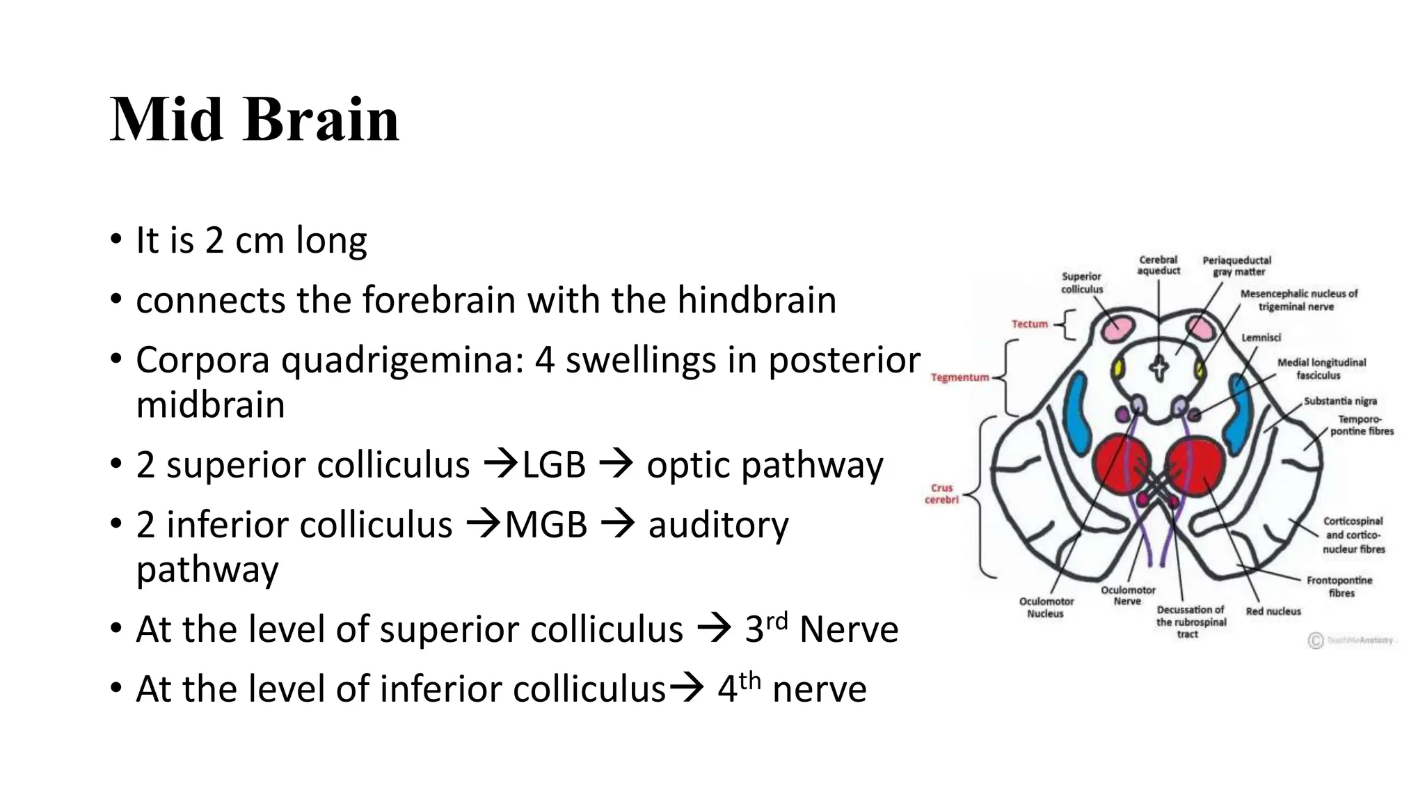 Anatomy of Brain - Traumatic Brain Injury | PPTX