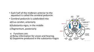 Anatomy of Brain - Traumatic Brain Injury | PPTX