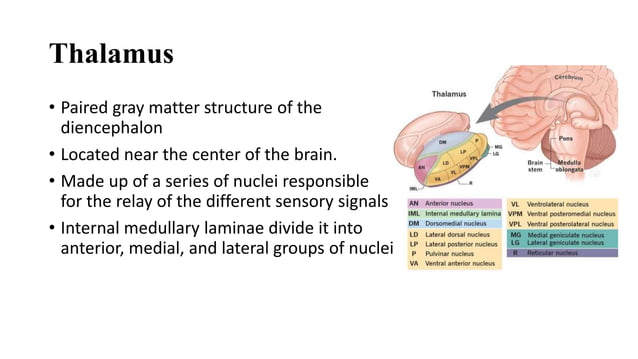 Anatomy of Brain - Traumatic Brain Injury | PPTX