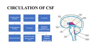 Anatomy of Brain - Traumatic Brain Injury | PPTX