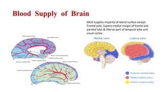 Anatomy of Brain - Traumatic Brain Injury | PPTX