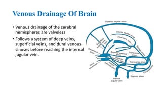 Anatomy of Brain - Traumatic Brain Injury | PPTX