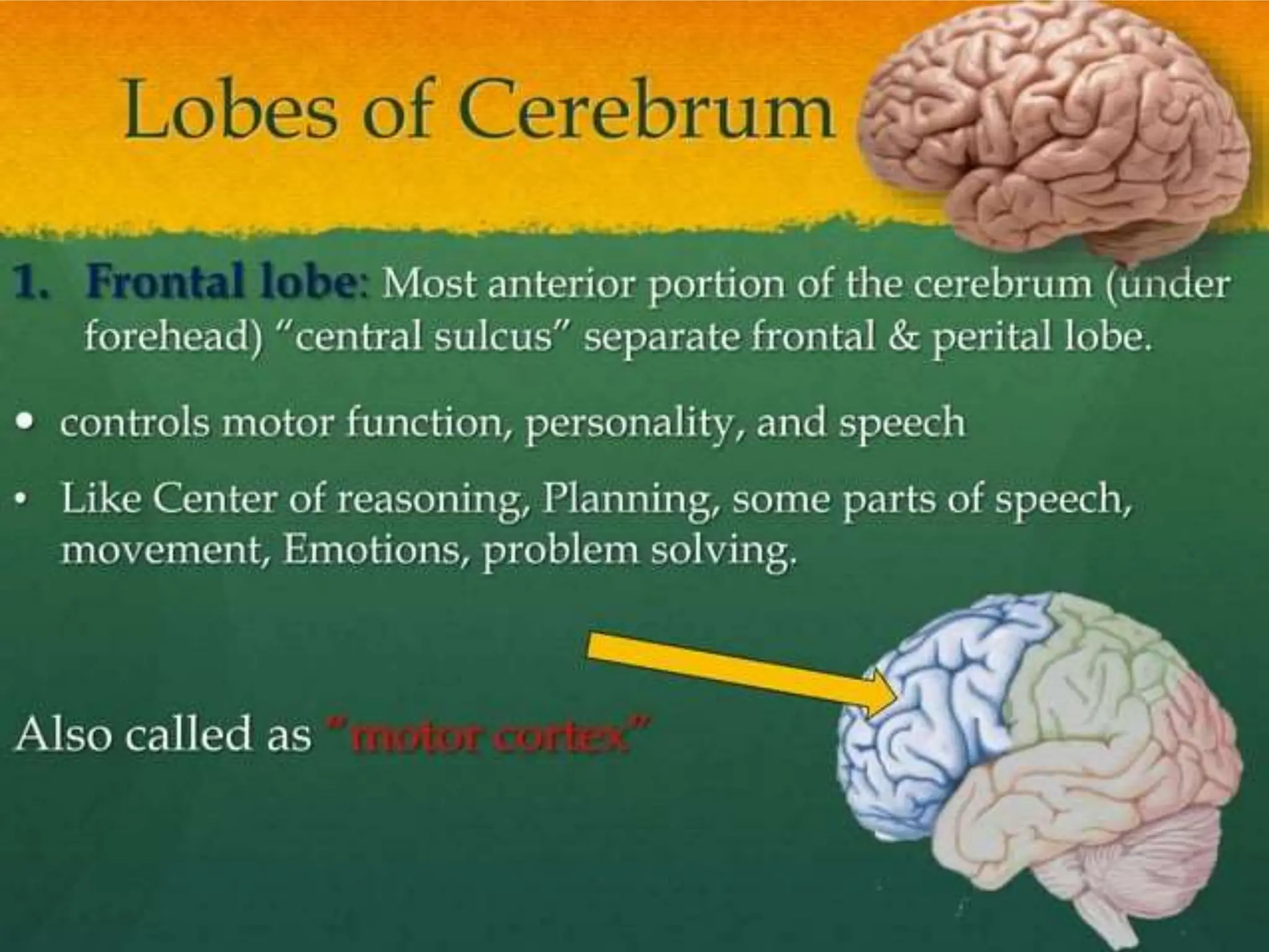 Anatomy of Brain.pdf and the parts of Brain with function | PDF