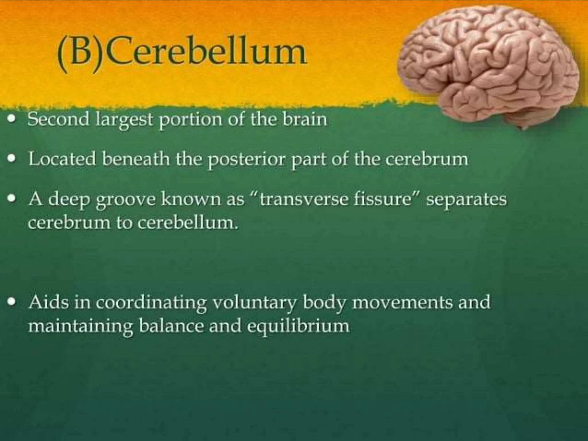 Anatomy of Brain.pdf and the parts of Brain with function | PDF