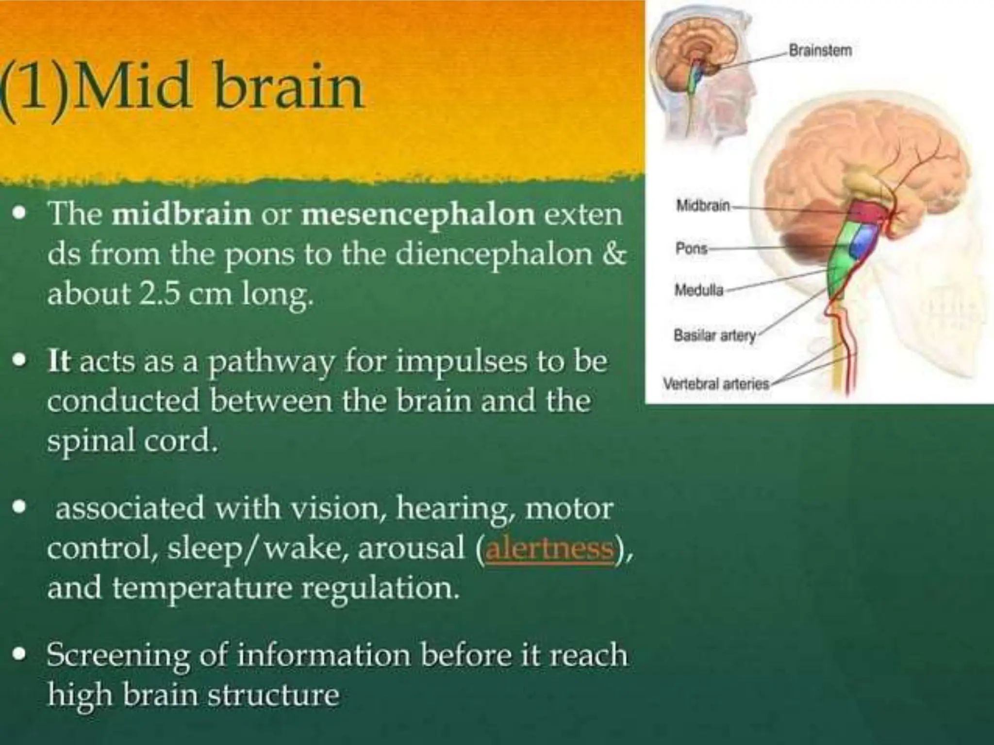 Anatomy of Brain.pdf and the parts of Brain with function | PDF