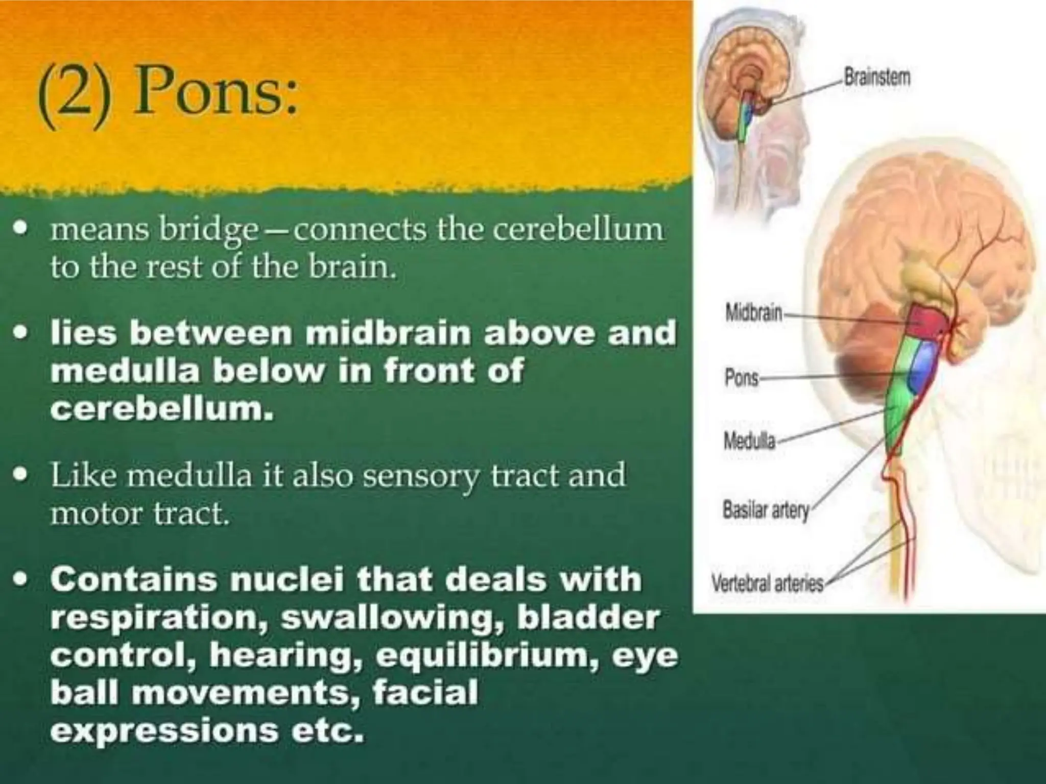 Anatomy of Brain.pdf and the parts of Brain with function | PDF