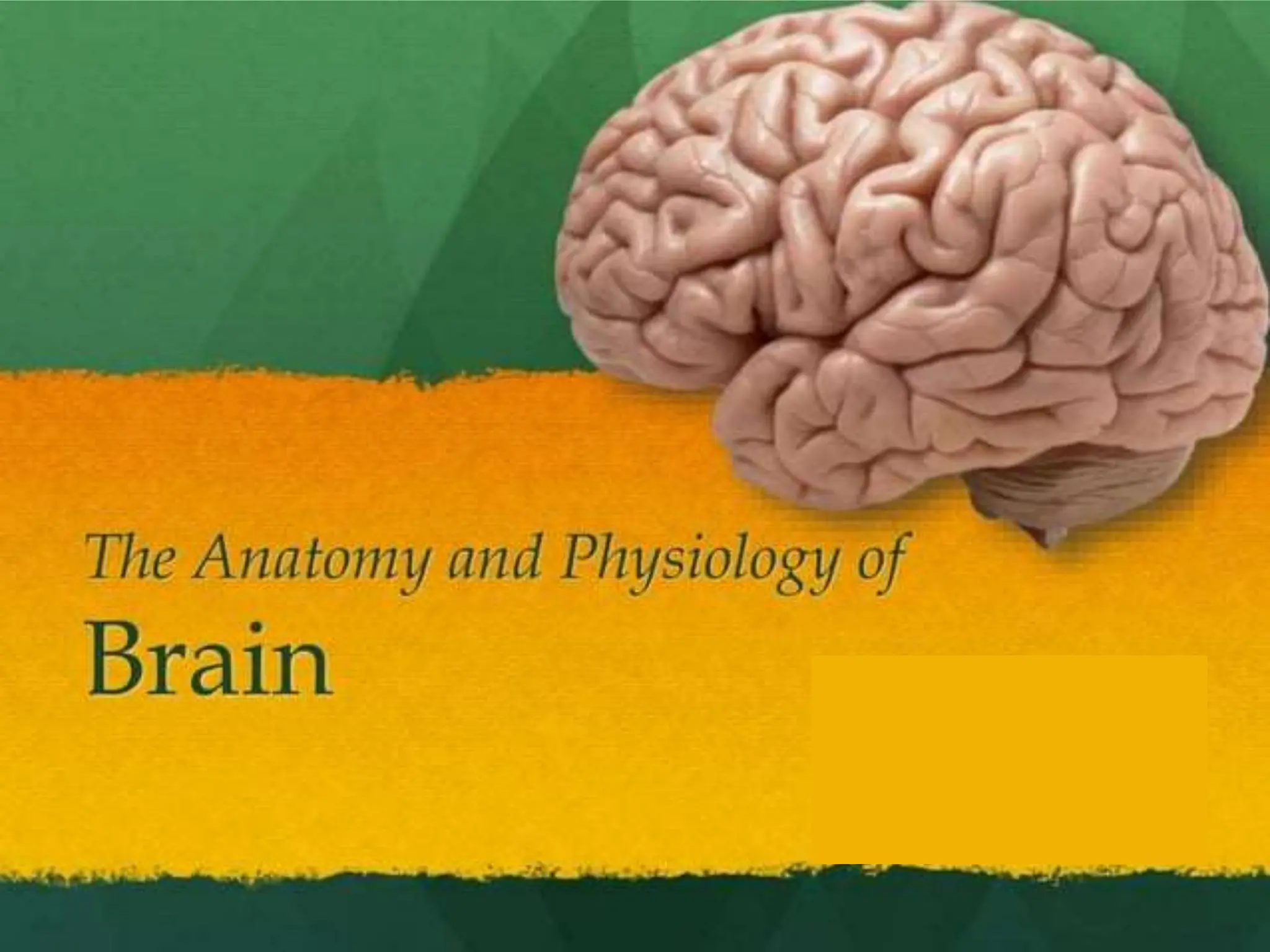 Anatomy of Brain.pdf and the parts of Brain with function | PPT