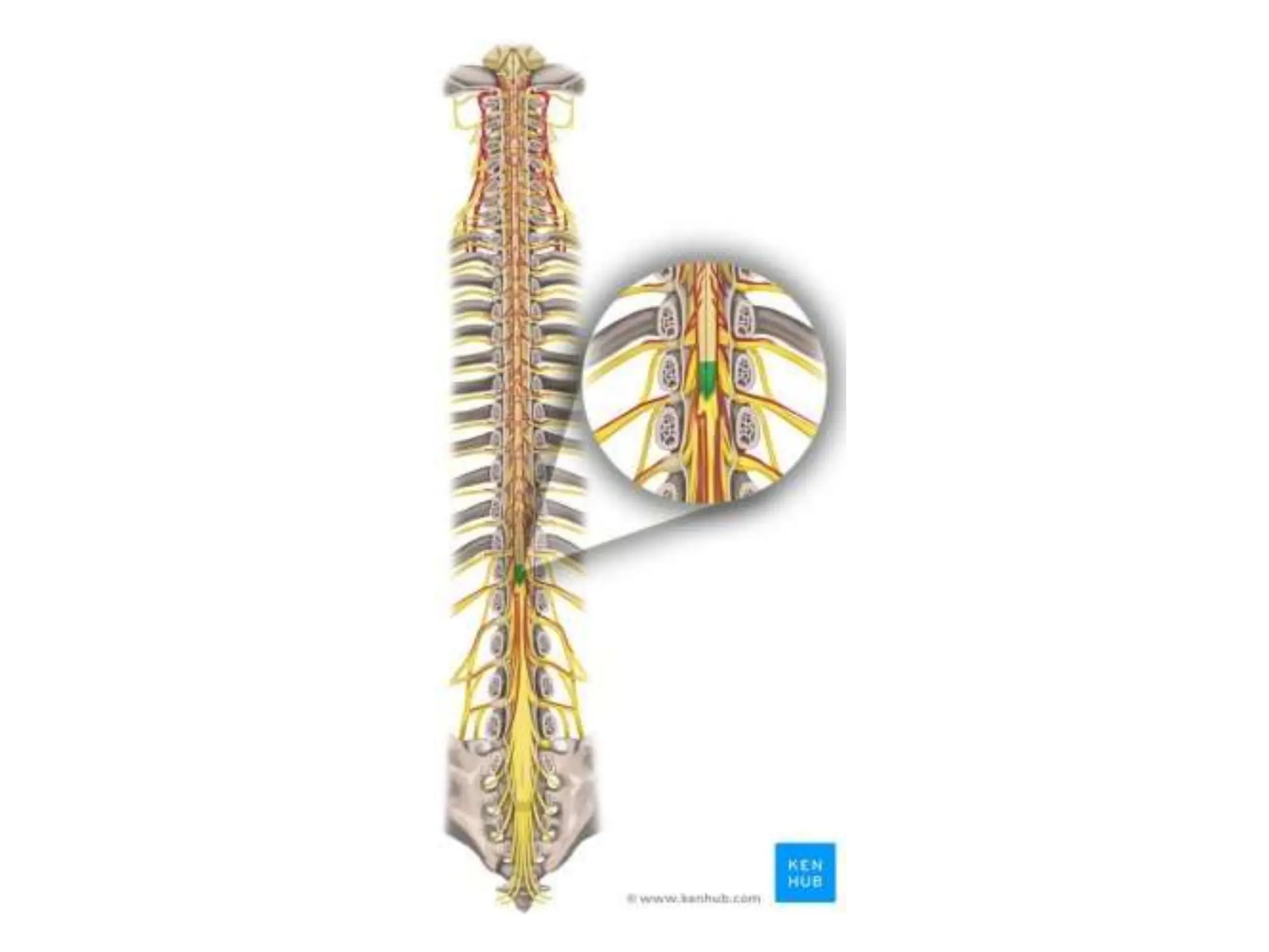 Anatomy of brain and Spinal cord (nervous system .ppt | Free Download