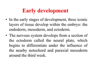 Anatomy of brain and Spinal cord (nervous system .ppt