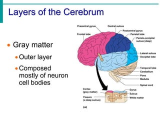 Anatomy of brain and Spinal cord (nervous system .ppt