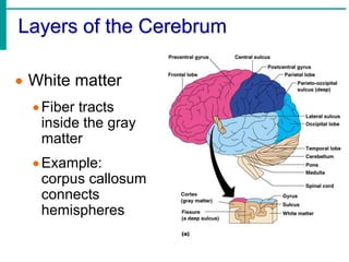 Anatomy of brain and Spinal cord (nervous system .ppt