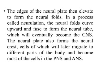 Anatomy of brain and Spinal cord (nervous system .ppt | Free Download