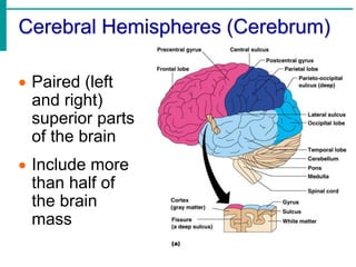 Anatomy of brain and Spinal cord (nervous system .ppt