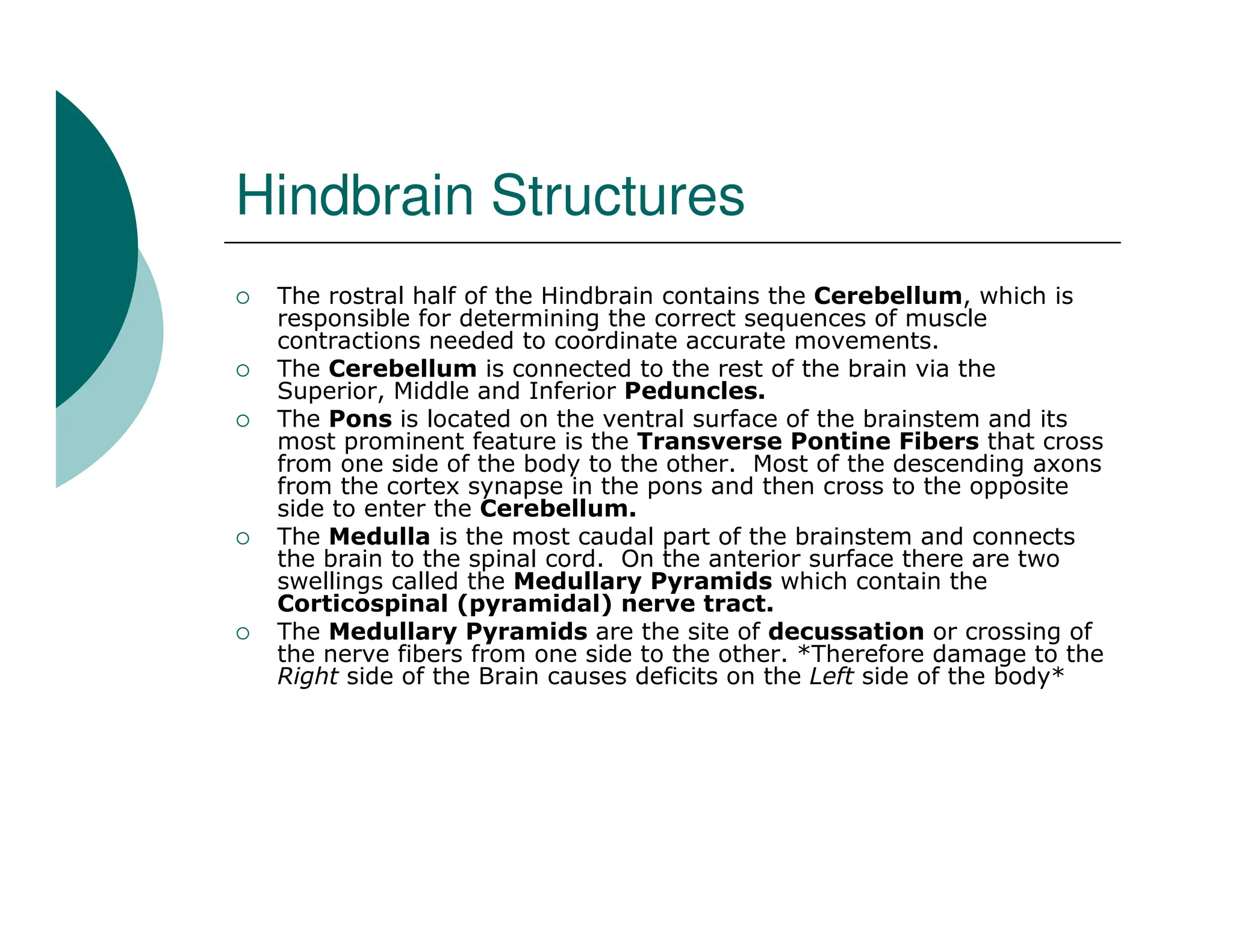 Anatomy of Brain and the Nervous System.pdf