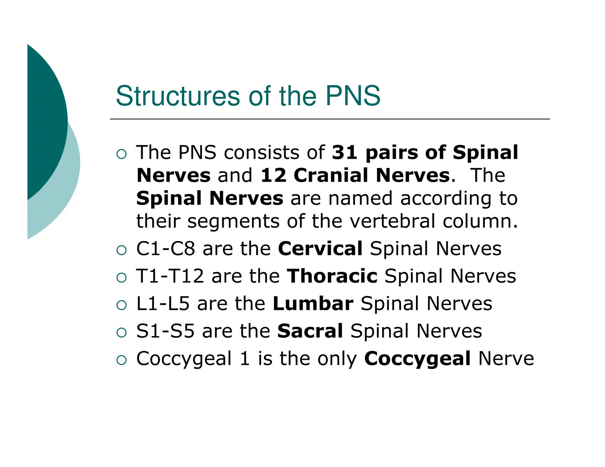 Anatomy of Brain and the Nervous System.pdf