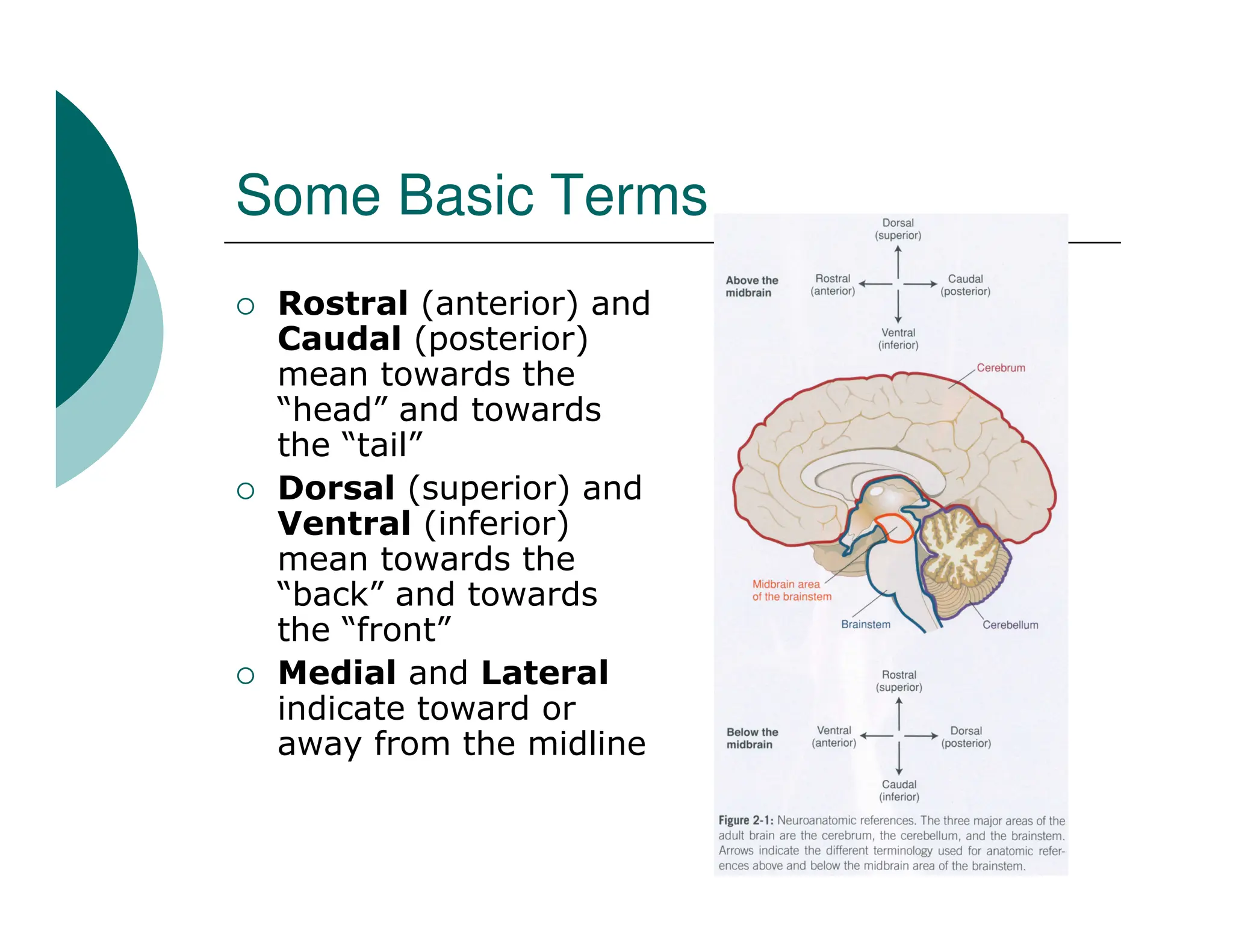 Anatomy of Brain and the Nervous System.pdf