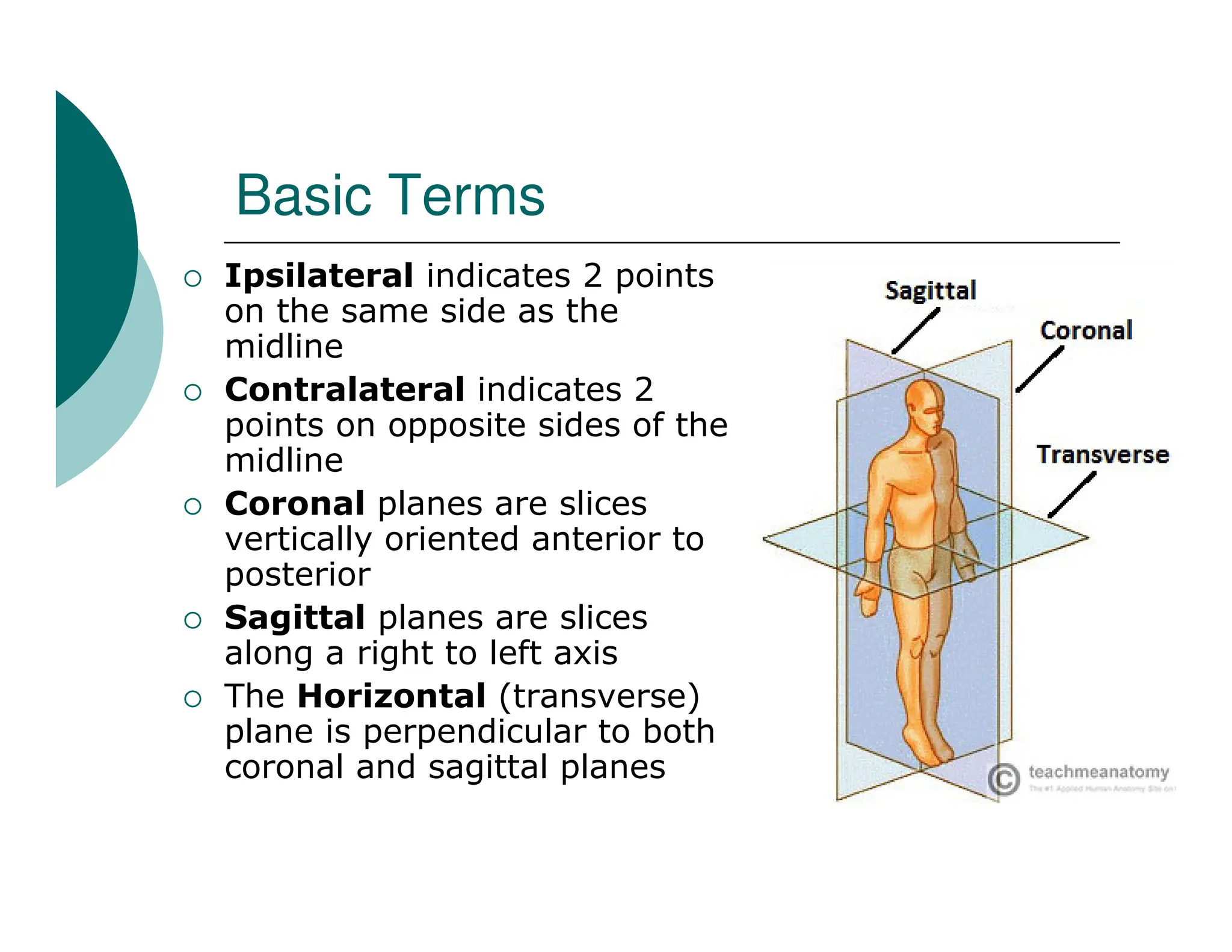 Anatomy of Brain and the Nervous System.pdf