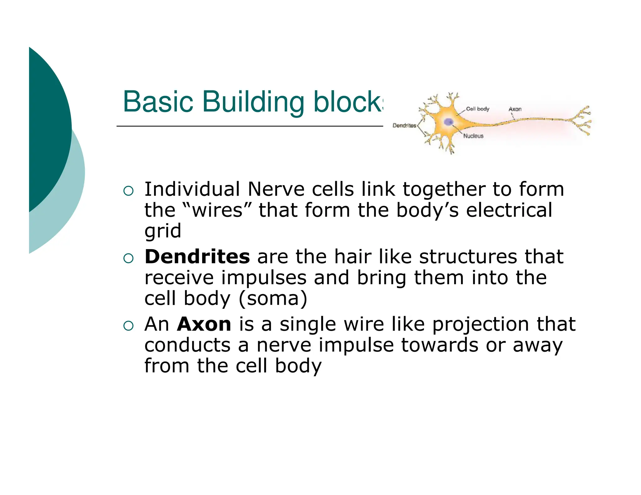 Anatomy of Brain and the Nervous System.pdf