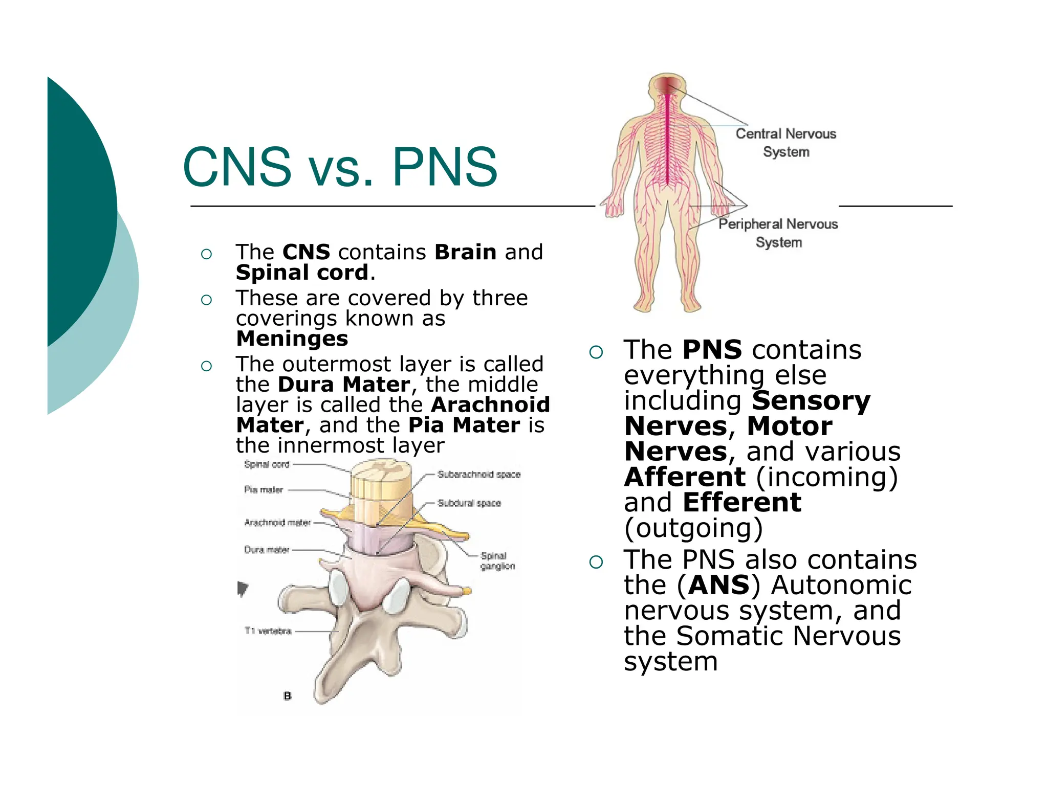 Anatomy of Brain and the Nervous System.pdf