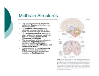 Anatomy of Brain and the Nervous System.pdf