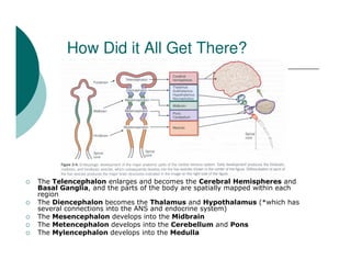 Anatomy of Brain and the Nervous System.pdf